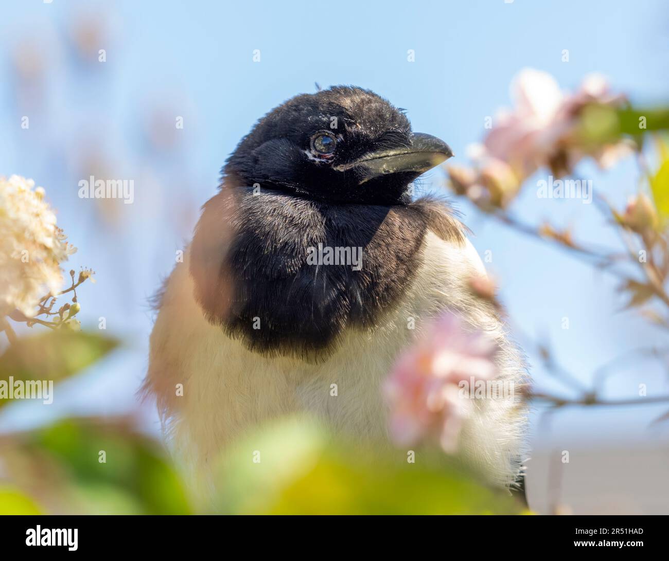 Magpie, (Pica pica), perched on a fence surrounded by Rambling Rose ...