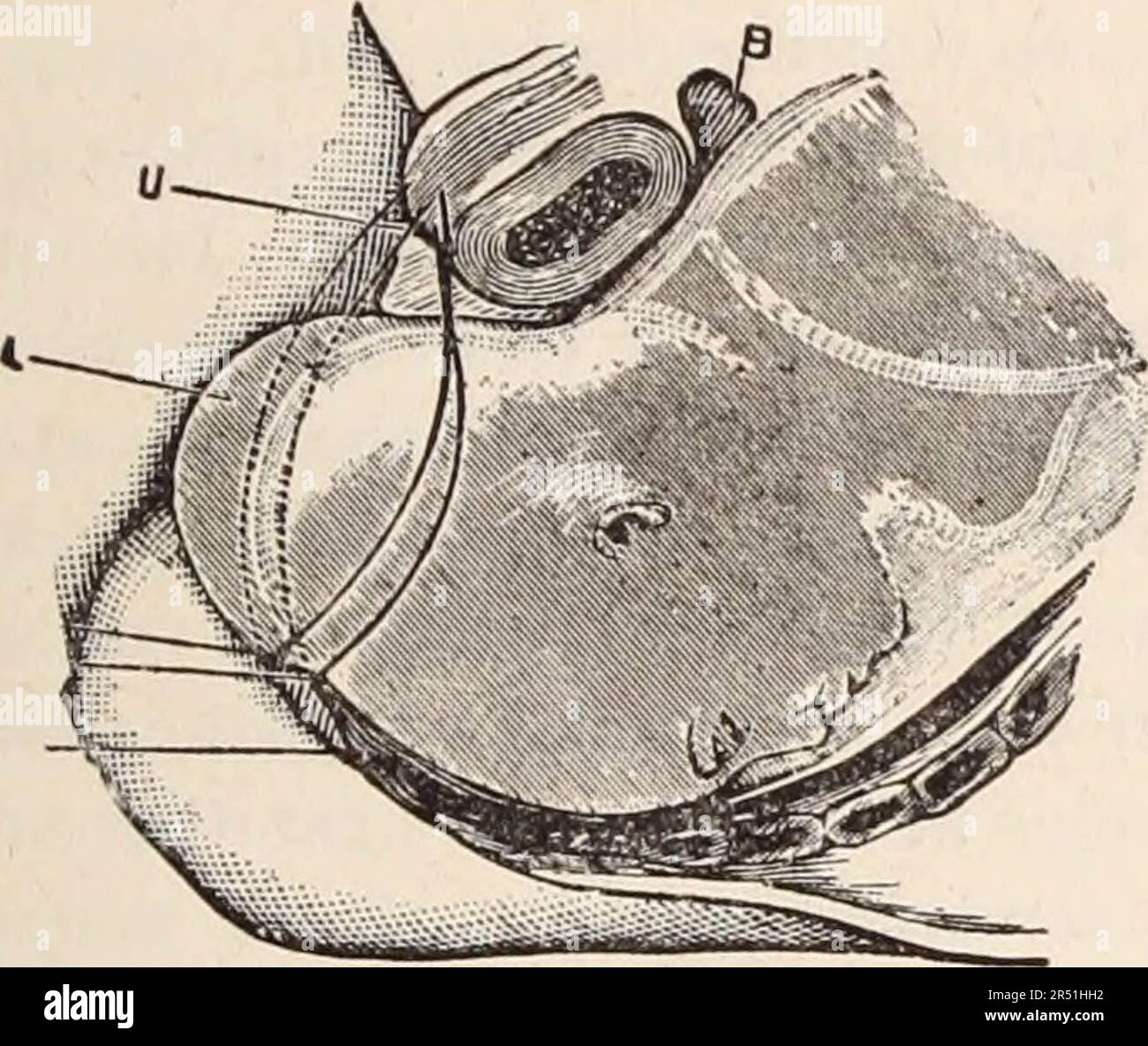 "American medical digest." (1886 Stock Photo - Alamy