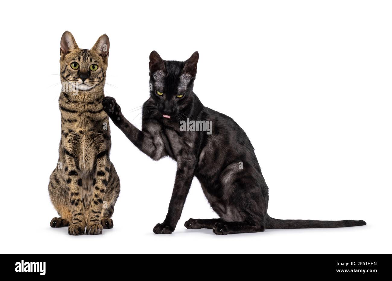Funny image of 2 Savannah cats sitting up facing front. Looking ... Funny image of 2 Savannah cats sitting up facing front. Looking ...