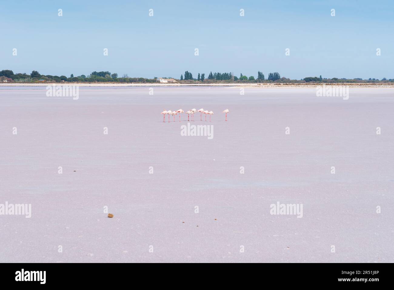 Pink Greater Flamingos birds at pink salt marsh near Aigues-Mortes ...