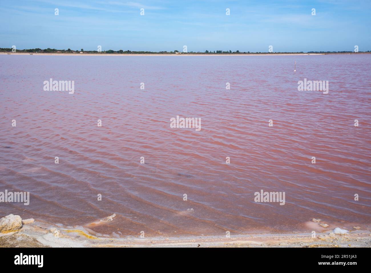 Pink salt marshes landscape near Aigues-Mortes, France. Beautiful Rose ...