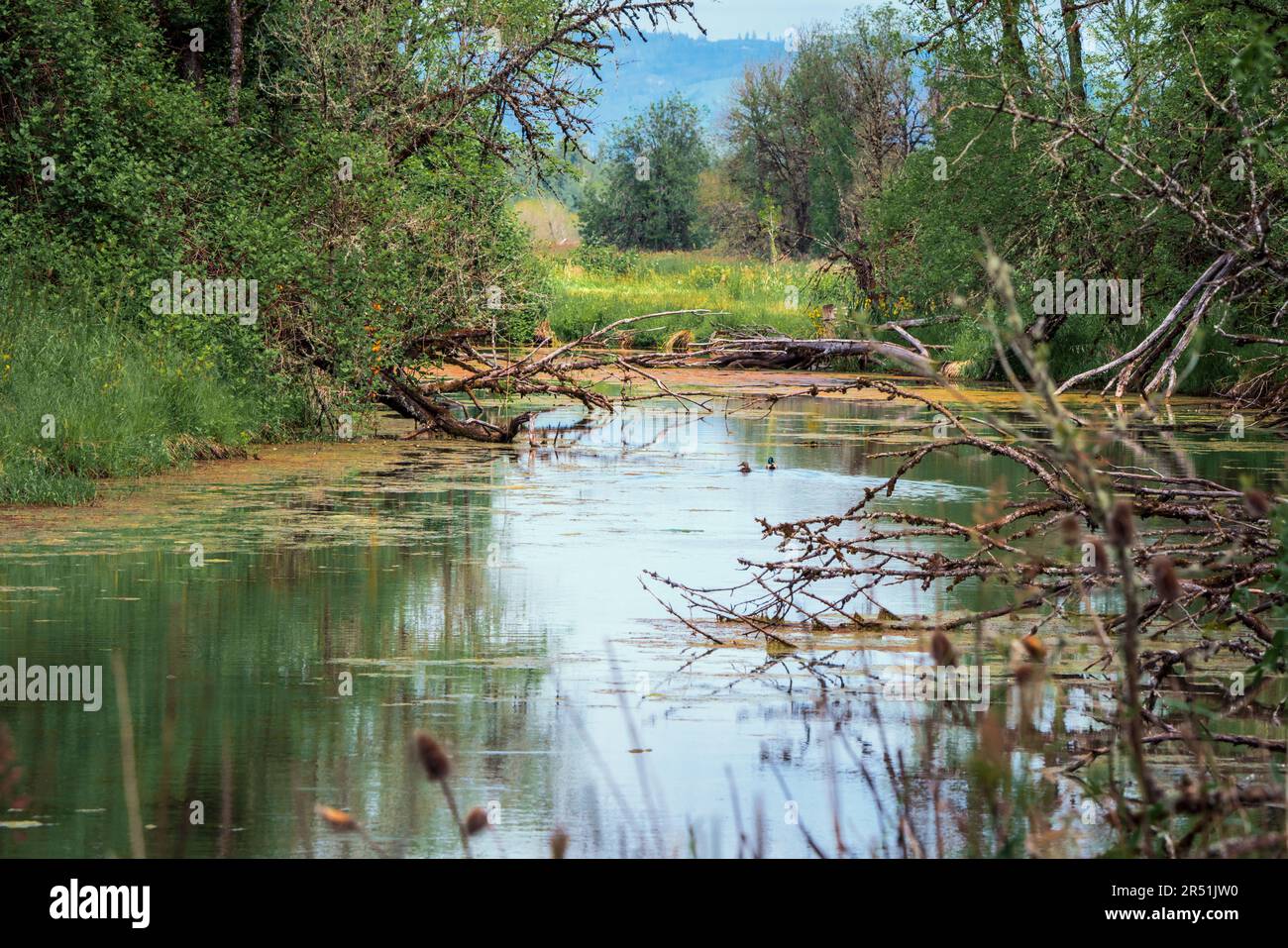 Swamp in the wetlands Stock Photo - Alamy