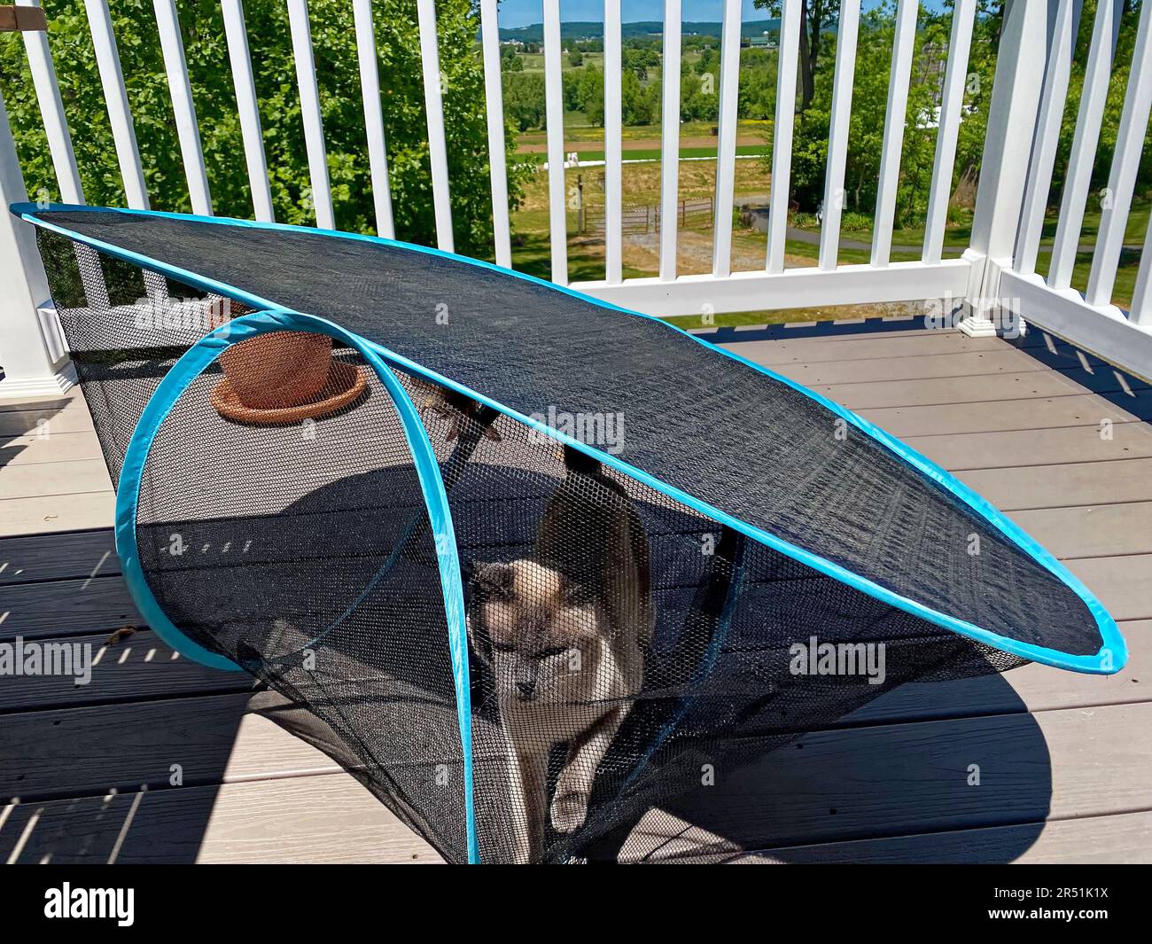 overturned pet tent, Tonkinese cat inside, walking around vinyl deck ...