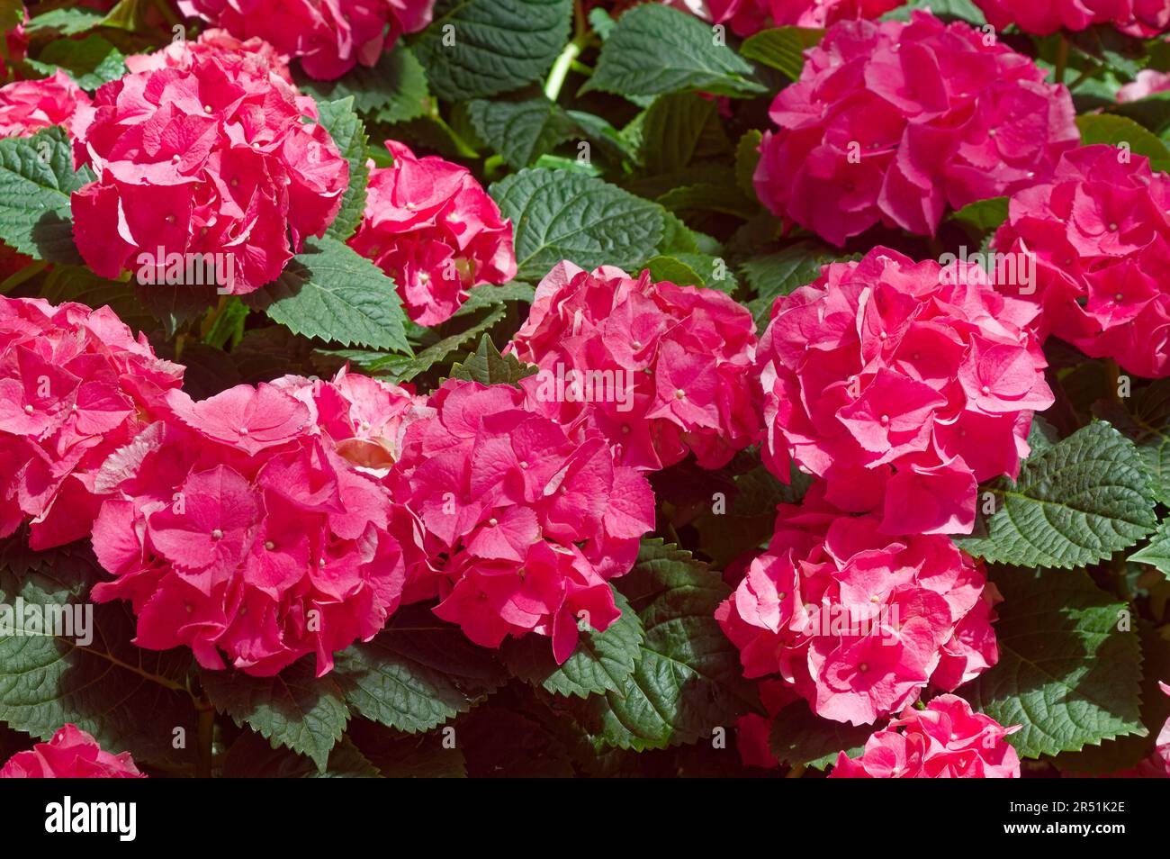 hydrangea flowers, large, round, close-up, deep rose, green leaves ...