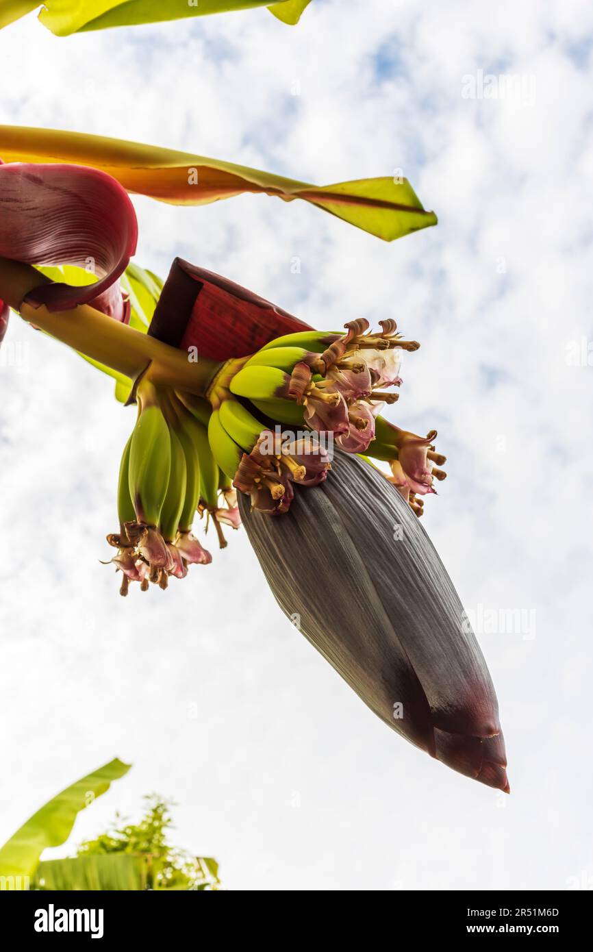 Close-up of banana blossoms full of nectar with banana heart Stock ...