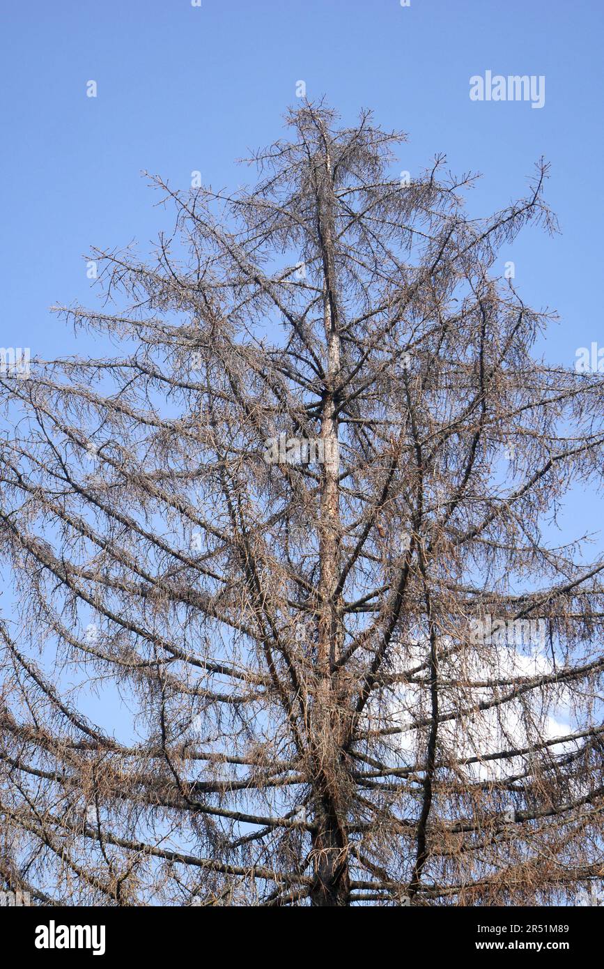 Dead pine tree hi-res stock photography and images - Alamy