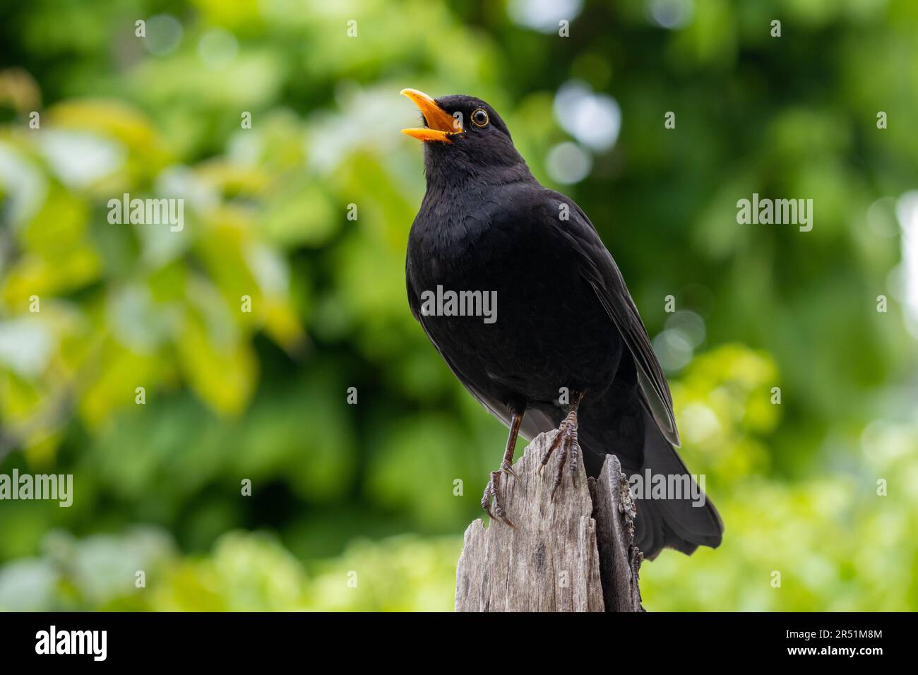 A male Blackbird, Turdus merula, singing in the afternoon, Sussex, UK ...
