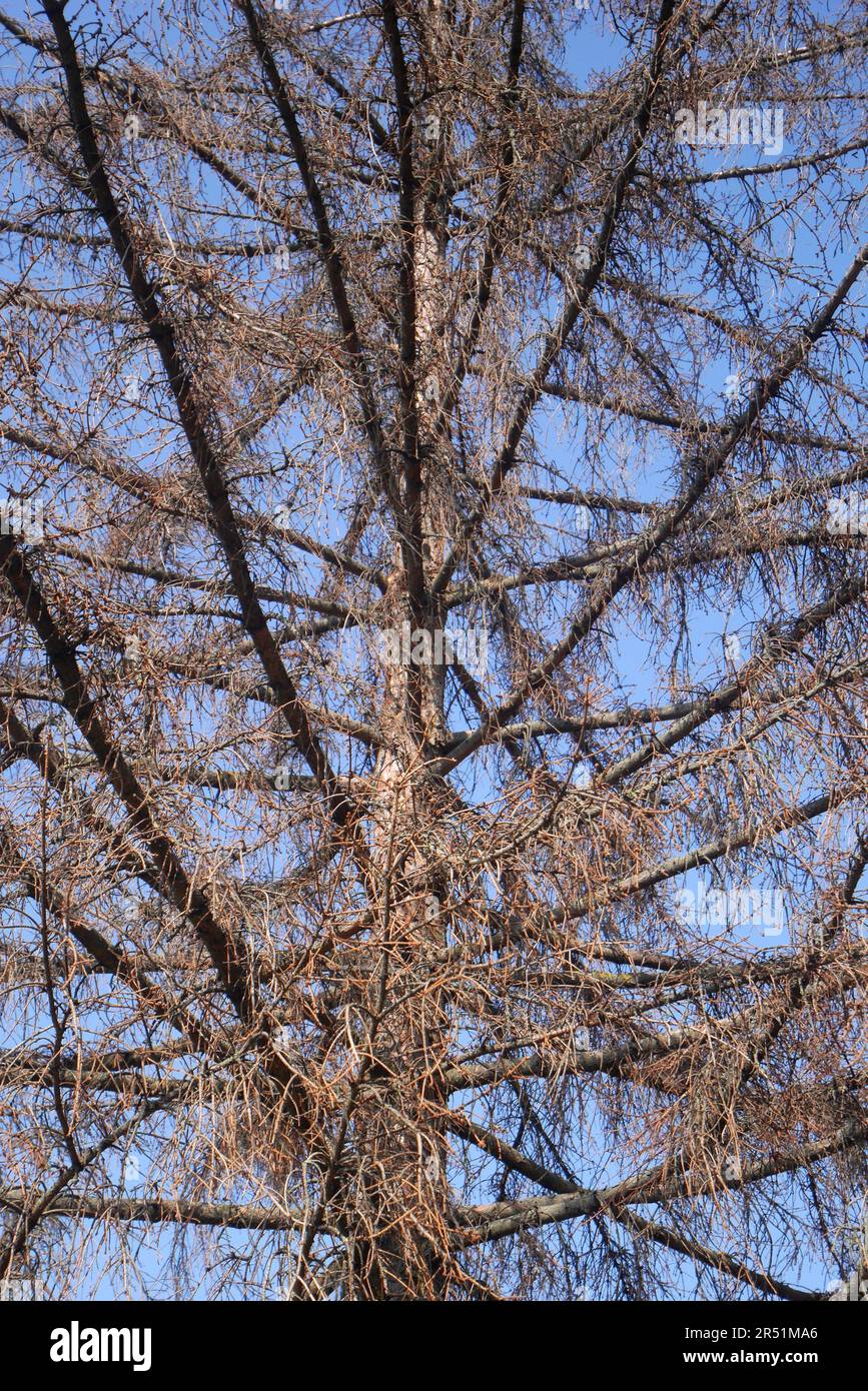 Dead pine tree hi-res stock photography and images - Alamy