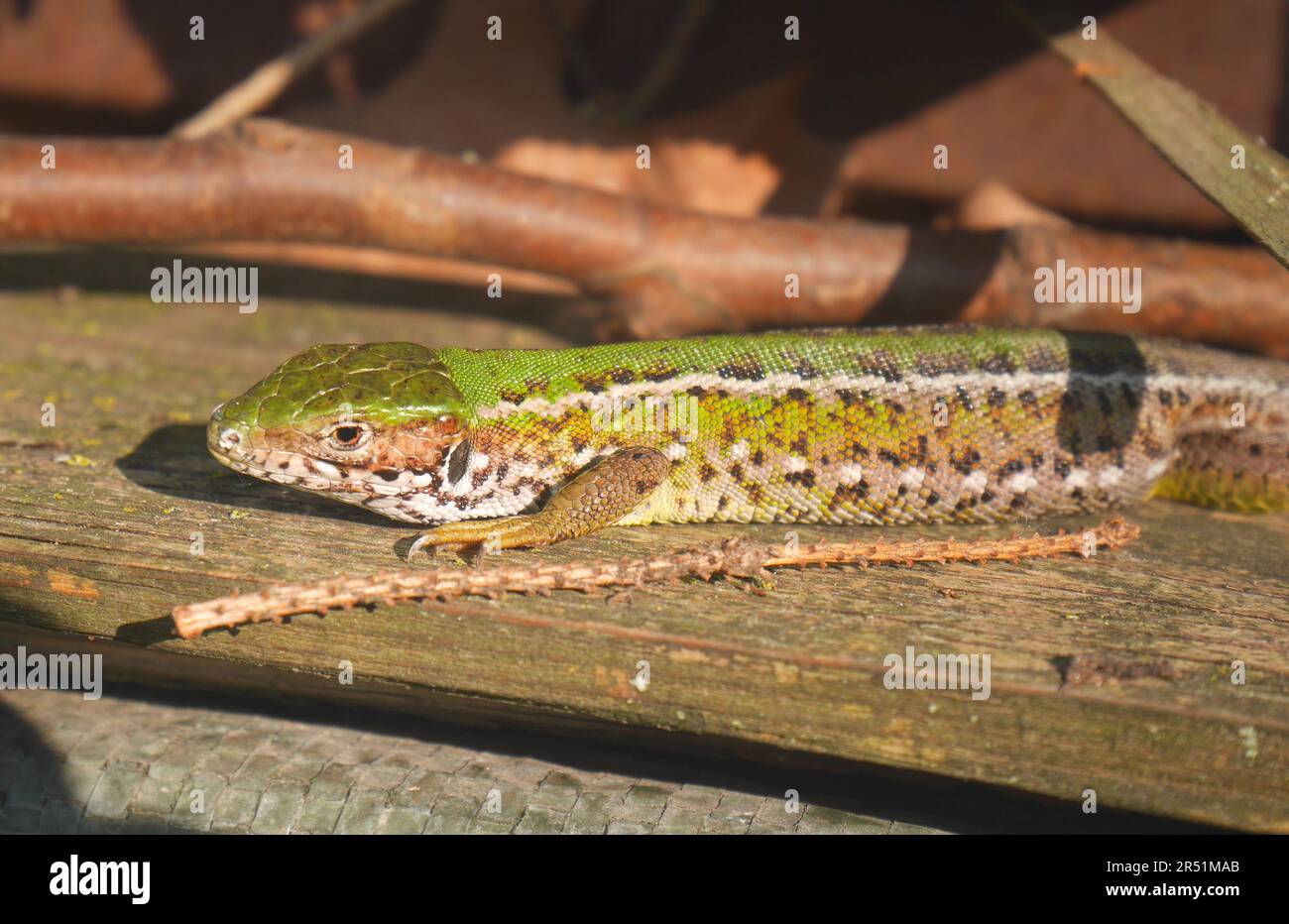 Seps muralis hi-res stock photography and images - Alamy