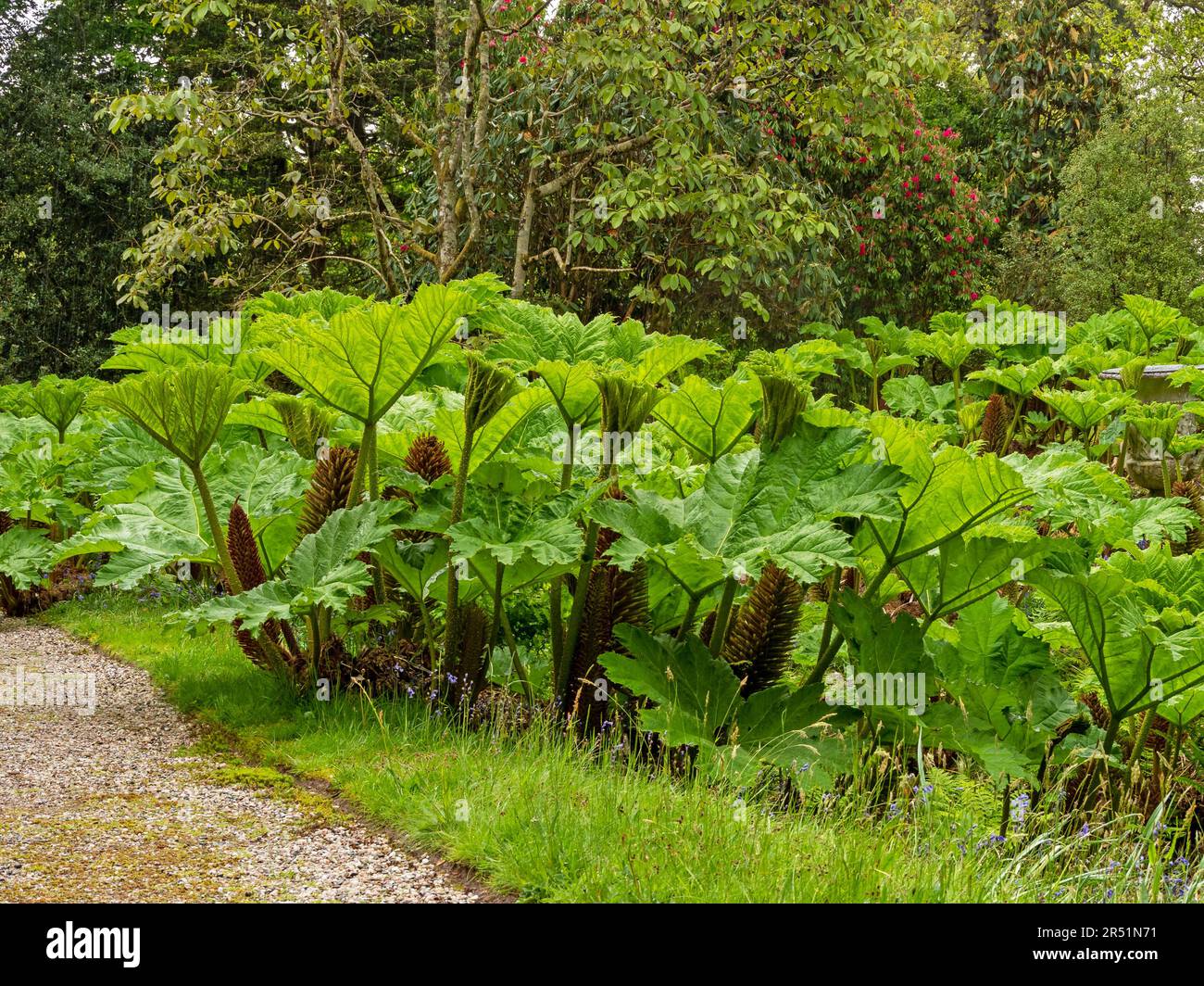 Giant rhubarb, Gunnera manicata, growing in a garden Stock Photo - Alamy
