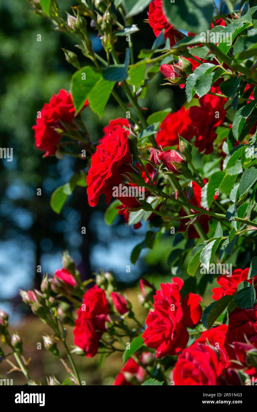 Deep red cherry hi-res stock photography and images - Alamy