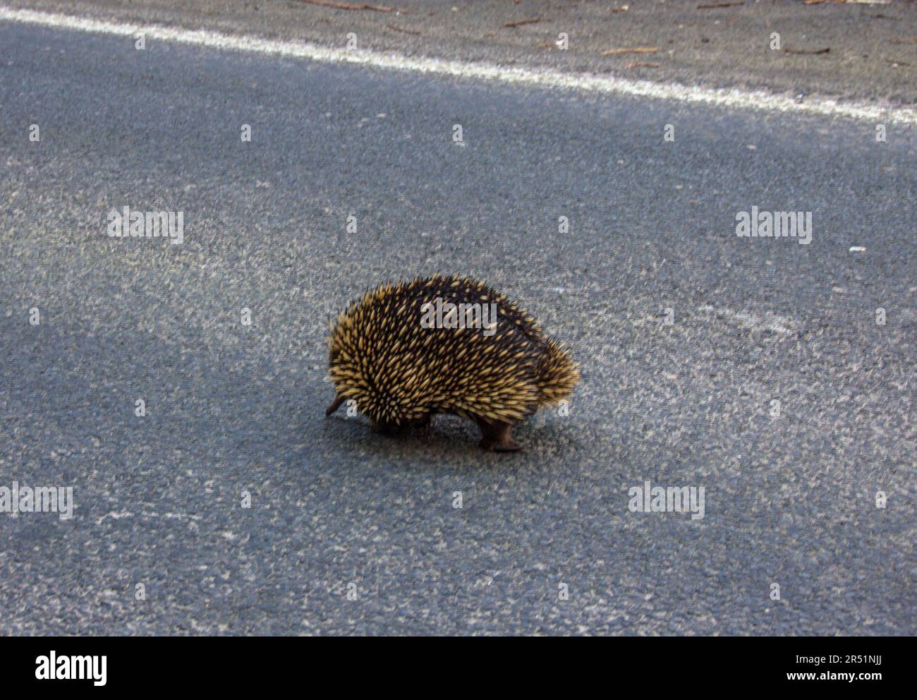 Echidne in Australia Stock Photo - Alamy