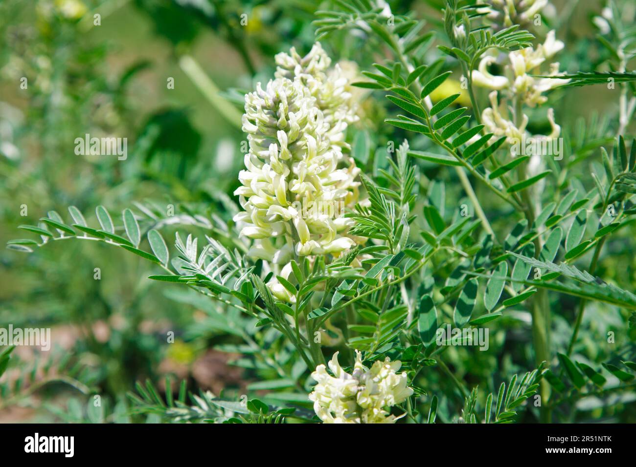 Astragalus close-up. Also called milk vetch, goat's-thorn or vine-like ...