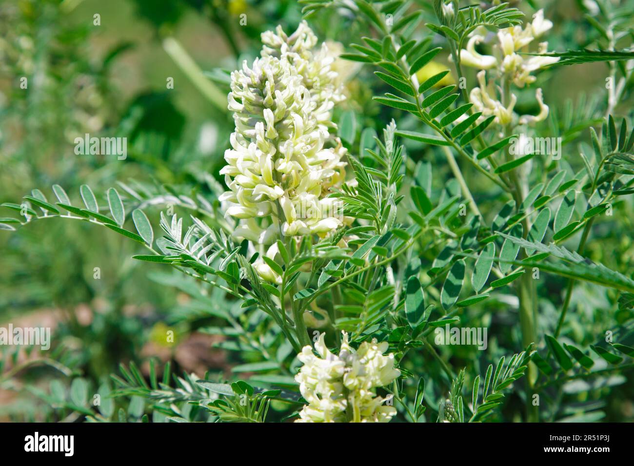 Astragalus close-up. Also called milk vetch, goat's-thorn or vine-like ...