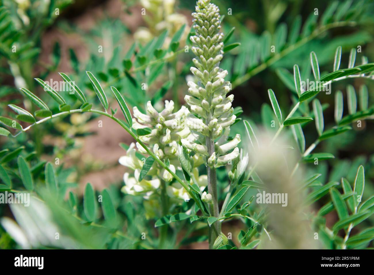 Astragalus close-up. Also called milk vetch, goat's-thorn or vine-like ...