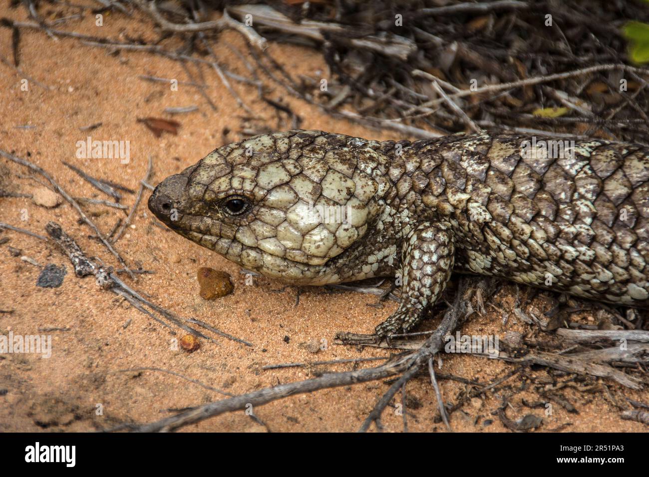Blue-tongued skink, Blue-tongued lizard Stock Photo - Alamy