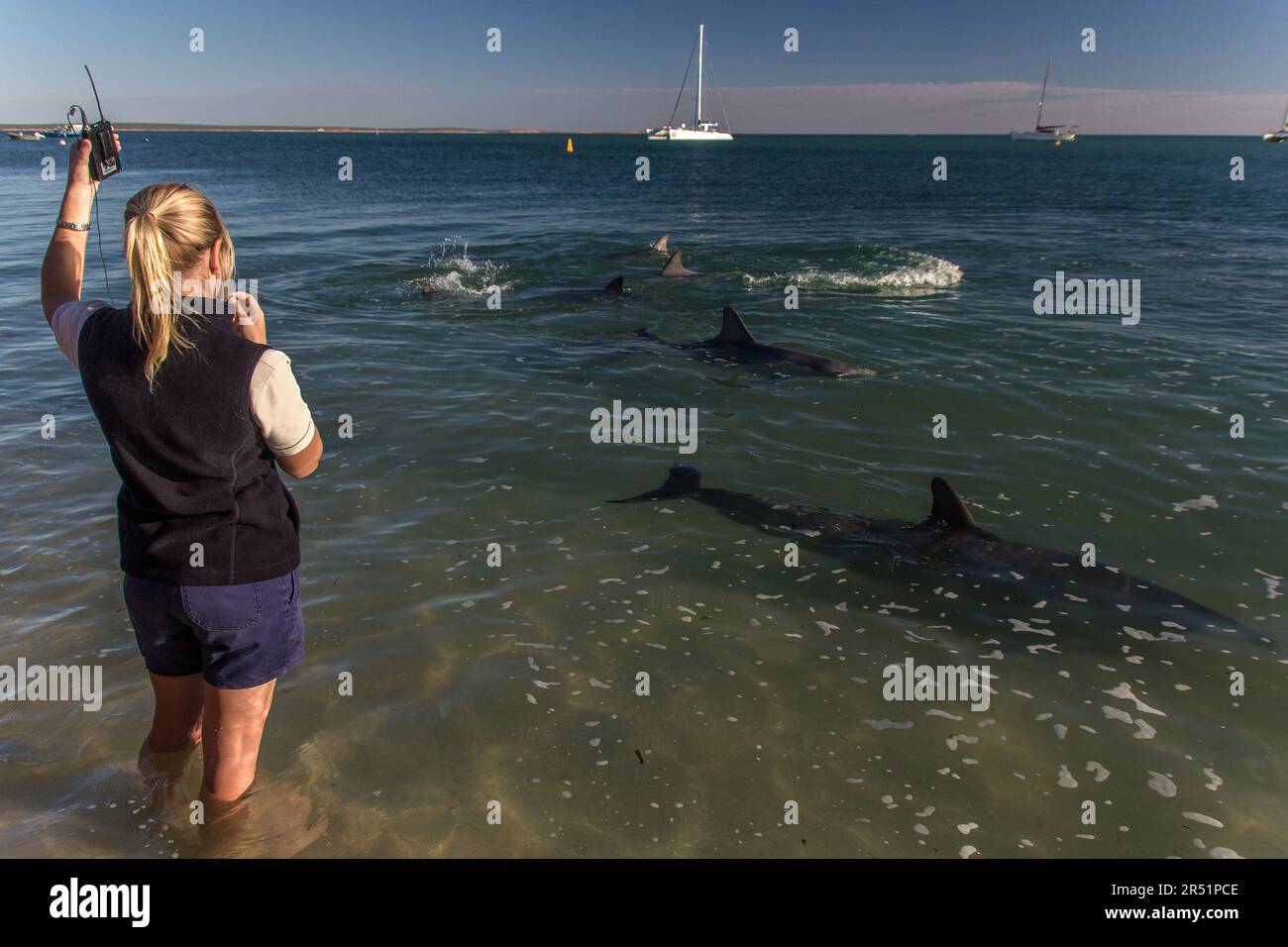 dolphions swimming by the beach at monkey mia in australia Stock Photo ...