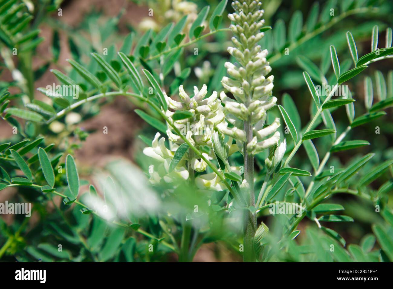 Astragalus close-up. Also called milk vetch, goat's-thorn or vine-like ...