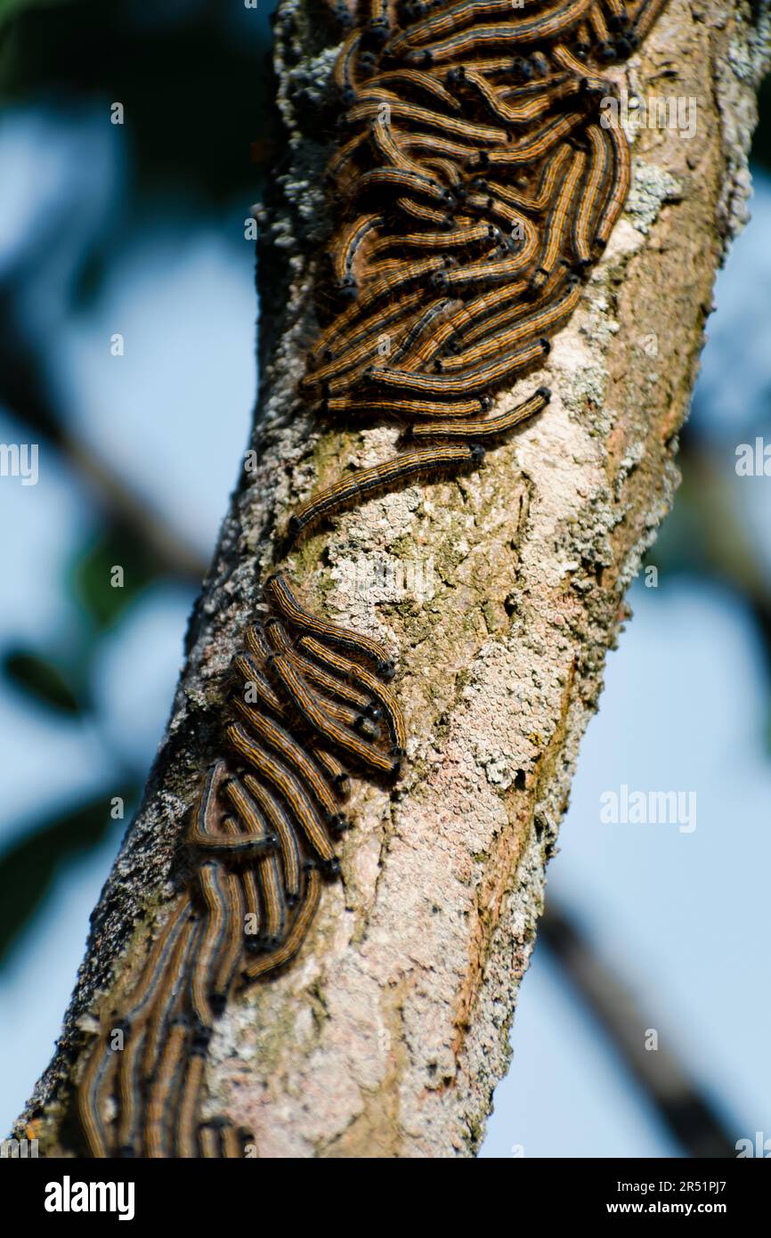 Caterpillars seen in a fruit tree, possibly the lackey moth, malacosoma ...