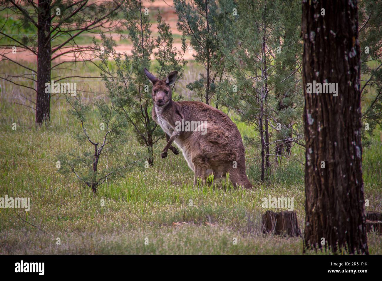 Kangaroos, Flinders Range, Australia Stock Photo - Alamy