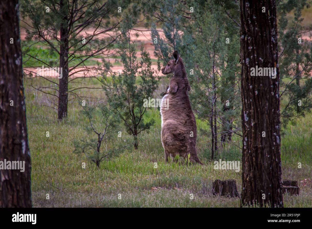 Kangaroos, Flinders Range, Australia Stock Photo - Alamy