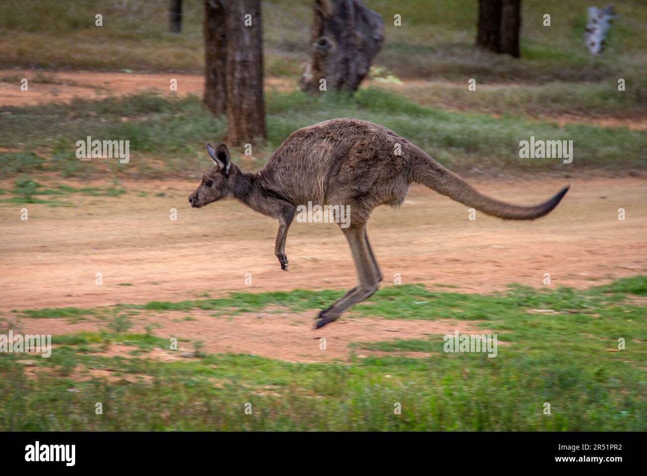 Kangaroos in wildlife habitat hi-res stock photography and images - Alamy