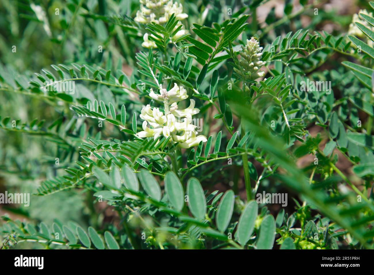 Astragalus close-up. Also called milk vetch, goat's-thorn or vine-like ...