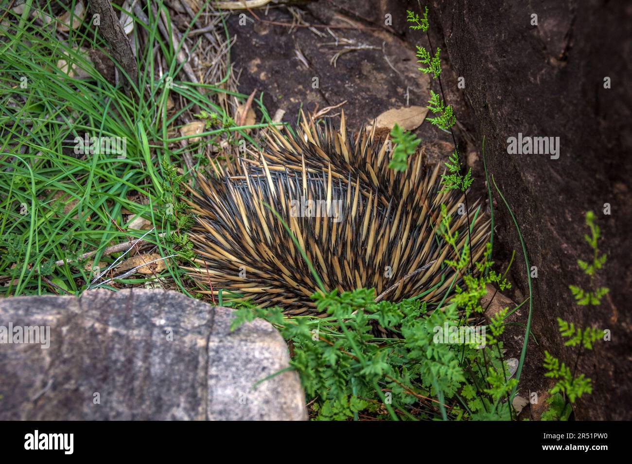 Echidne in Australia Stock Photo - Alamy