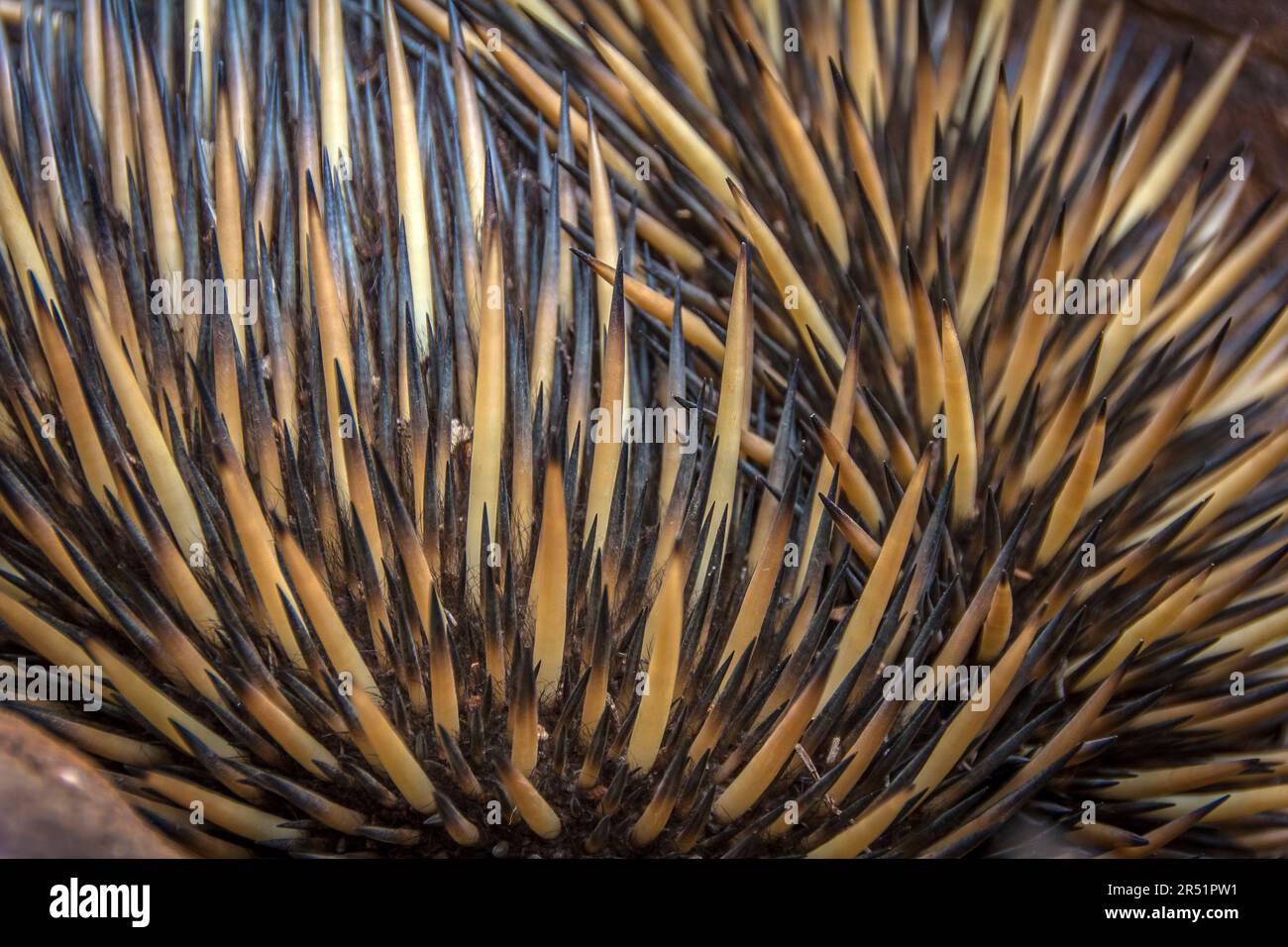 Echidne in Australia Stock Photo - Alamy