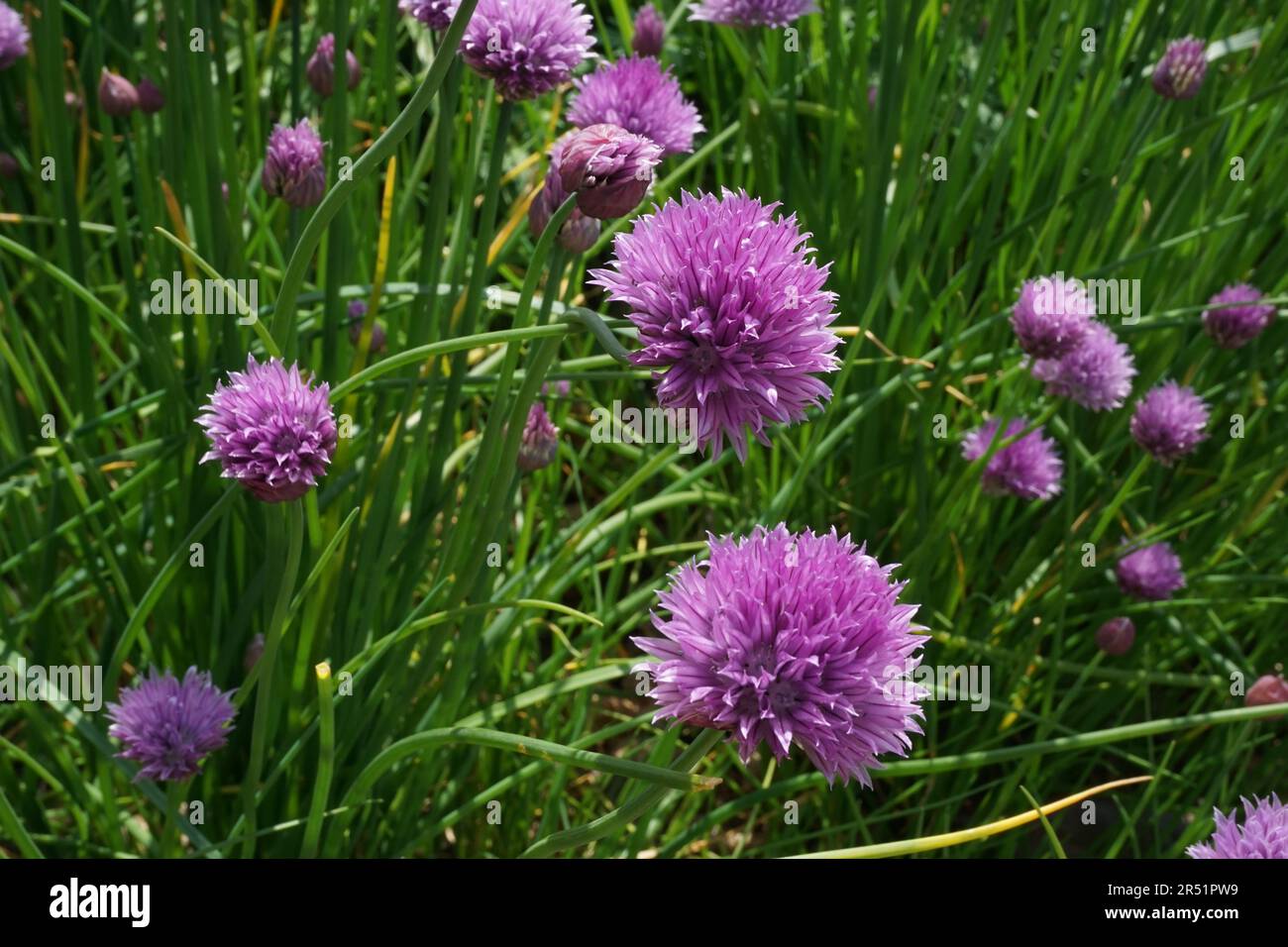 Aliums hi-res stock photography and images - Alamy
