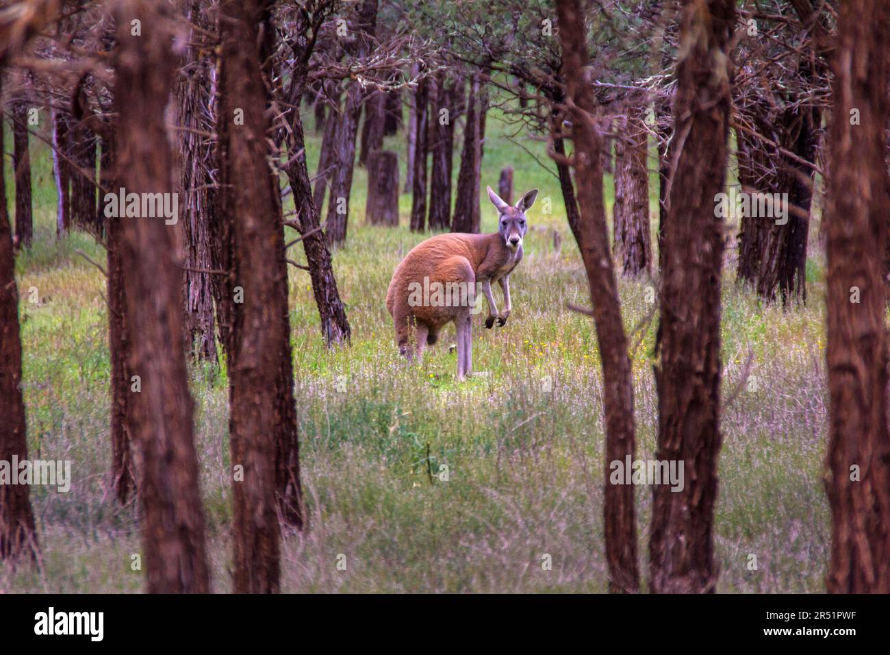 Kangaroos in wildlife habitat hi-res stock photography and images - Alamy