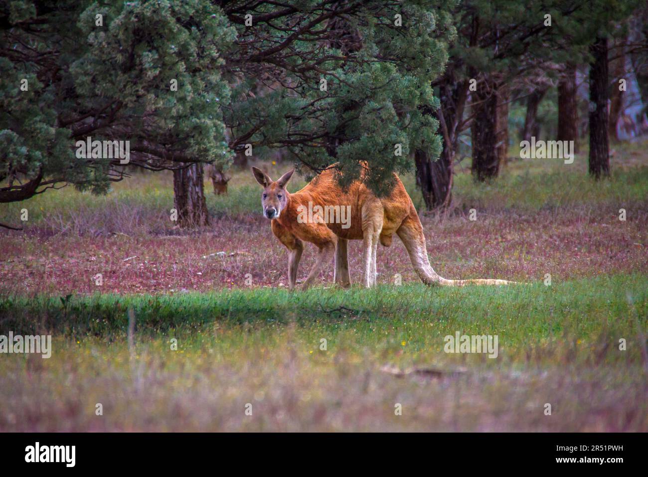 Kangaroo survival hi-res stock photography and images - Alamy