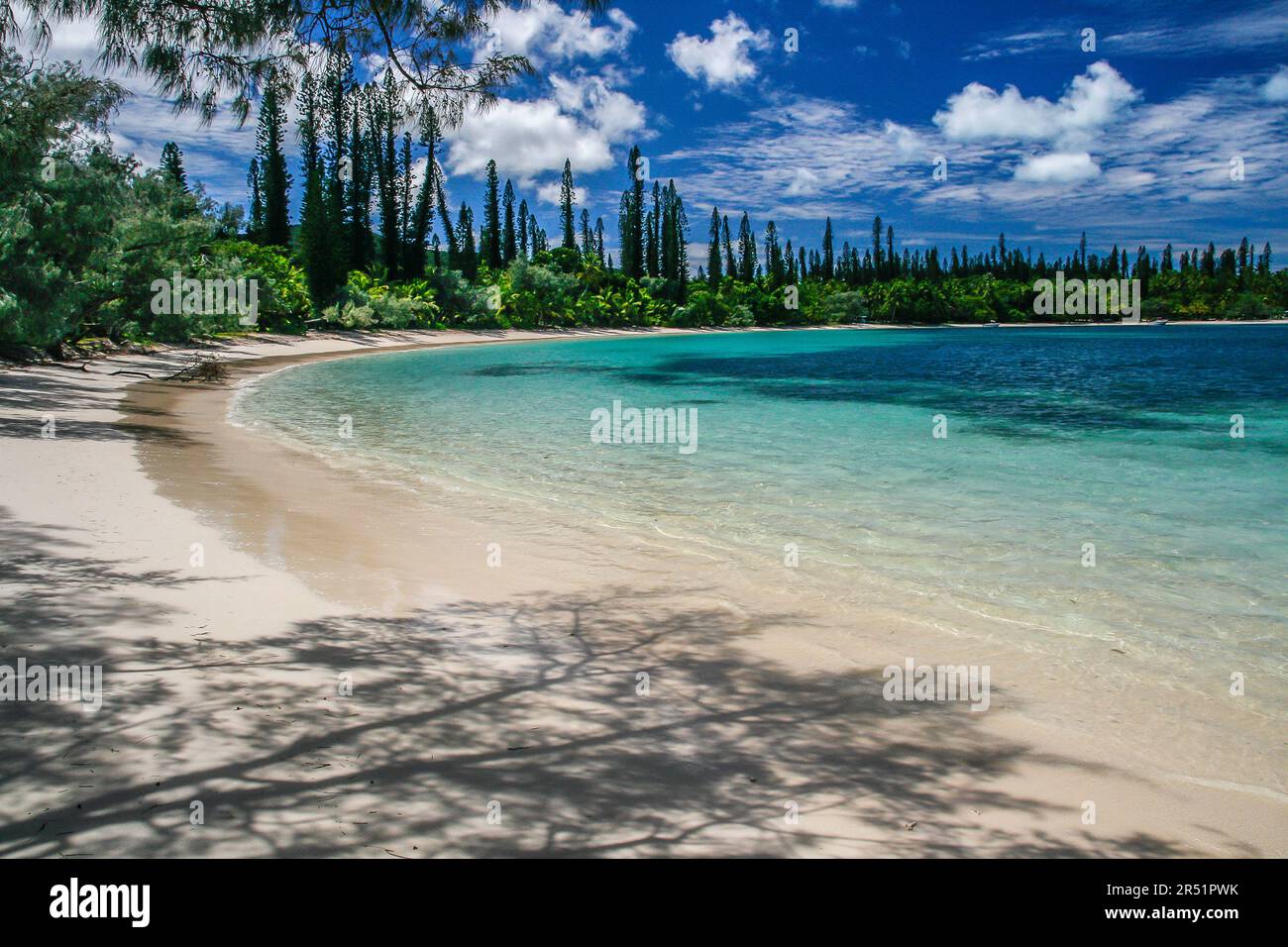 pins colonnaires sur l'ile des pins, Nouvelle Caledonie Stock Photo - Alamy