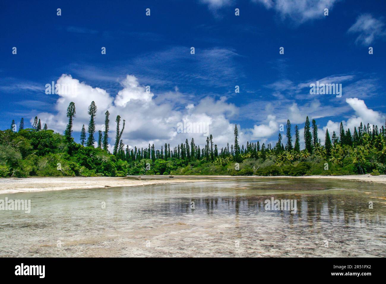 pins colonnaires sur l'ile des pins, Nouvelle Caledonie Stock Photo - Alamy