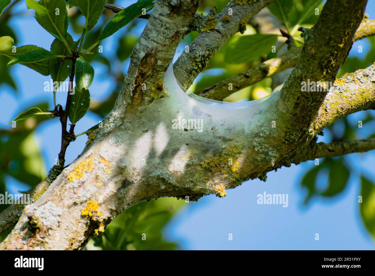 Nest of caterpillars seen in a fruit tree, possibly the lackey moth ...
