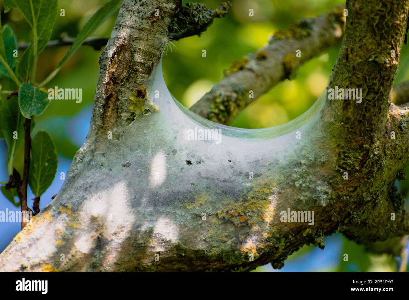 Nest of caterpillars seen in a fruit tree, possibly the lackey moth ...