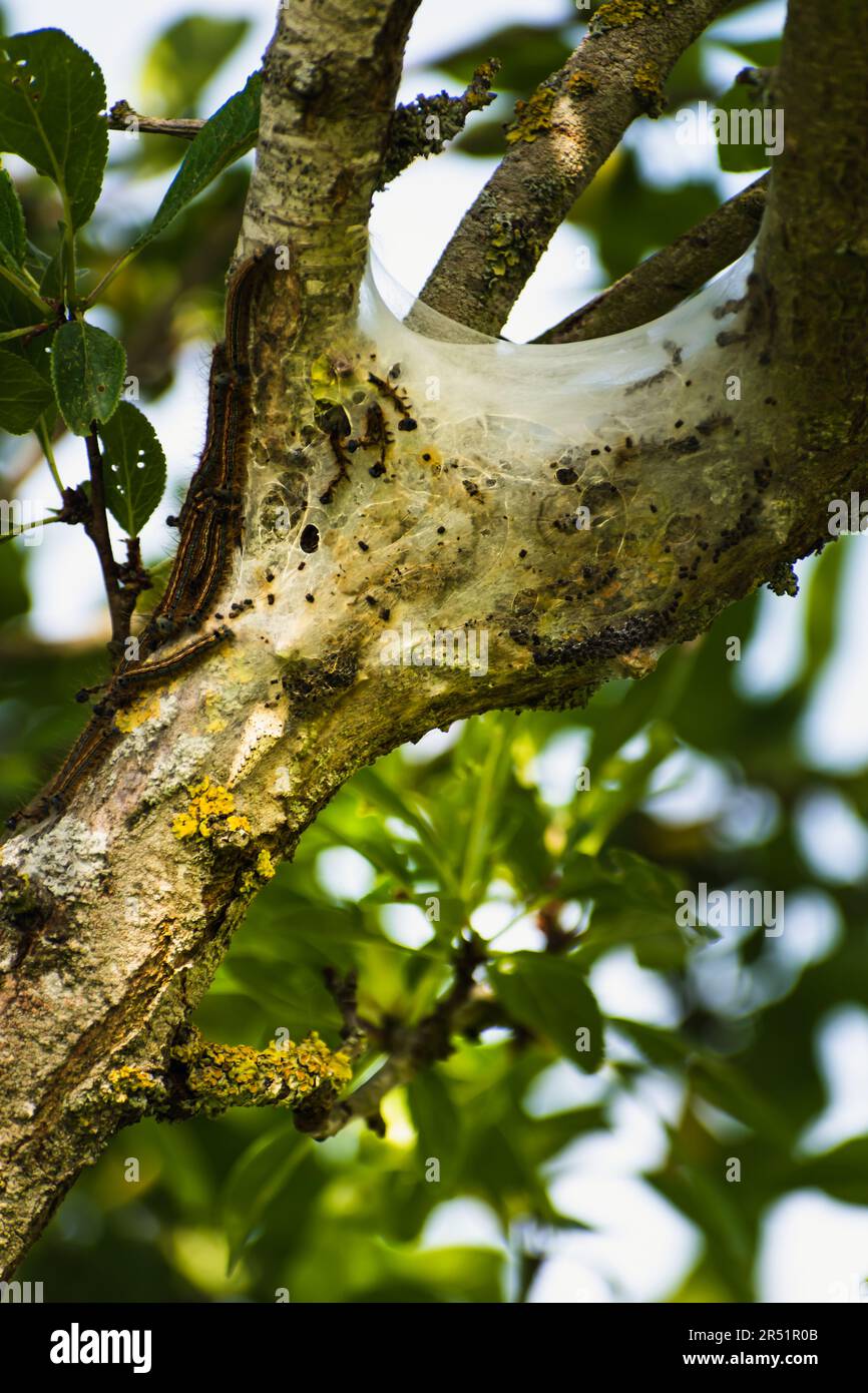 Nest of caterpillars seen in a fruit tree, possibly the lackey moth ...