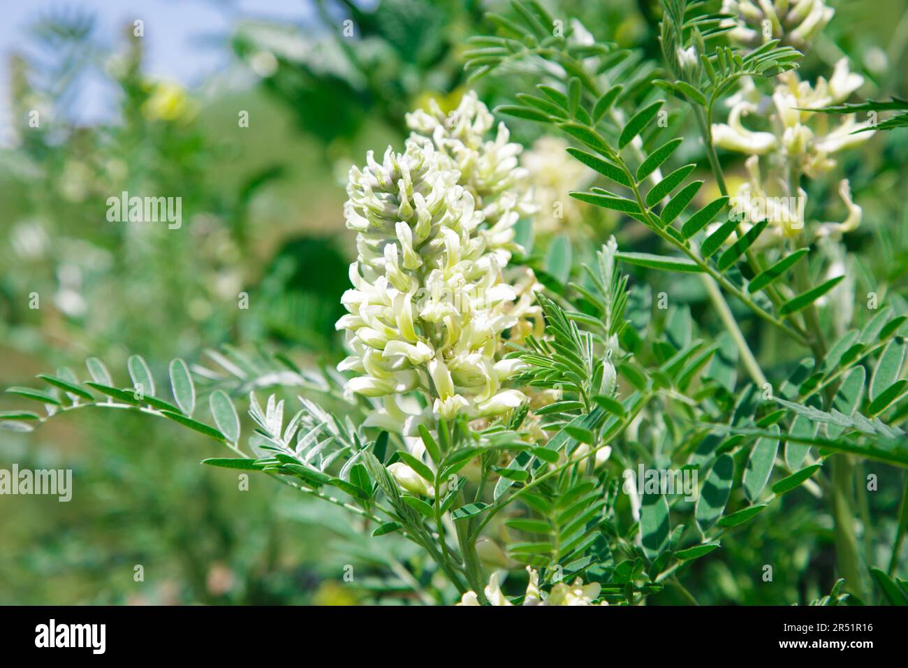 Astragalus close-up. Also called milk vetch, goat's-thorn or vine-like ...