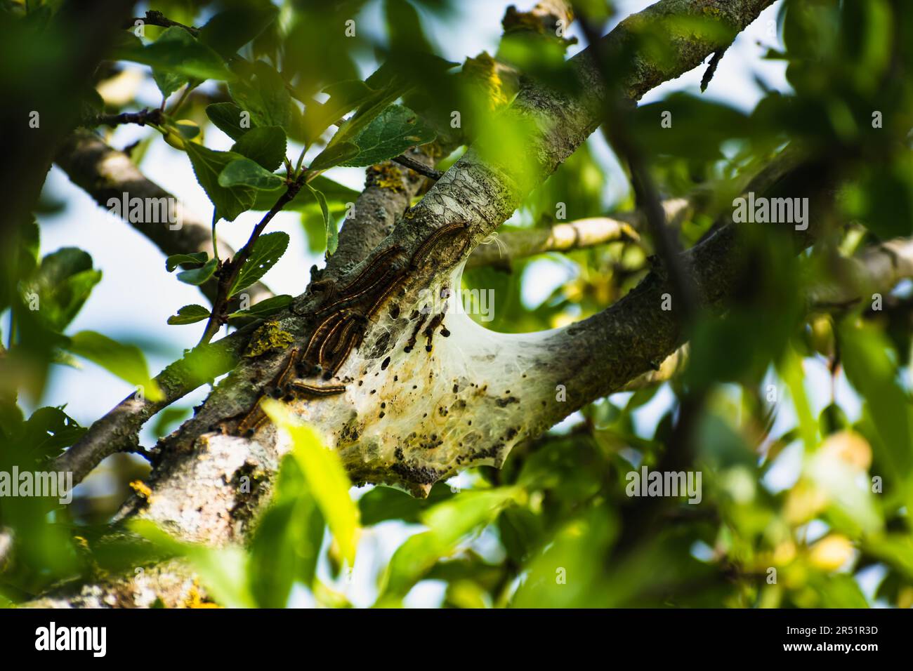 Nest of caterpillars seen in a fruit tree, possibly the lackey moth ...