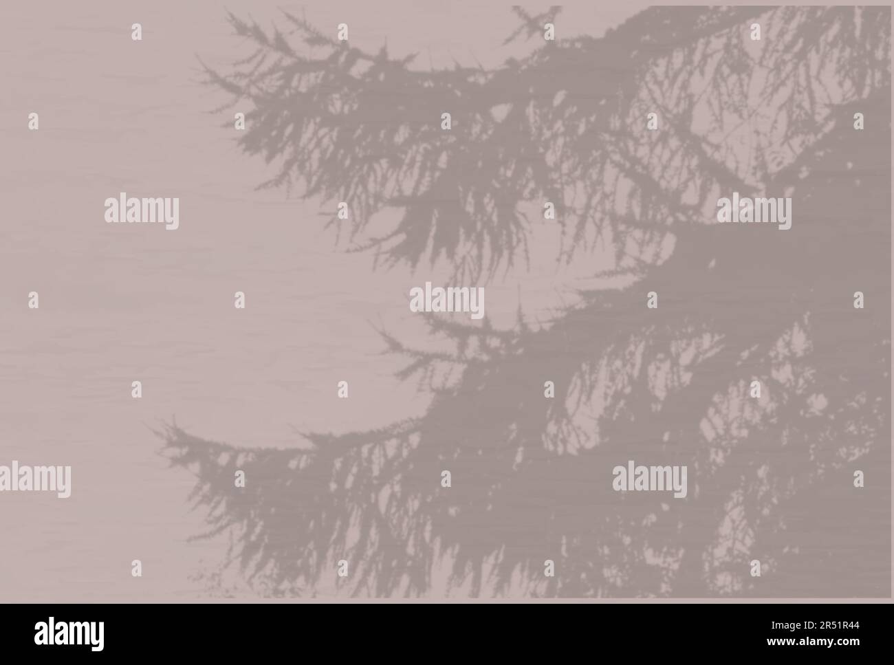 Natural light casts shadows from a spruce branch. Top view of the ...