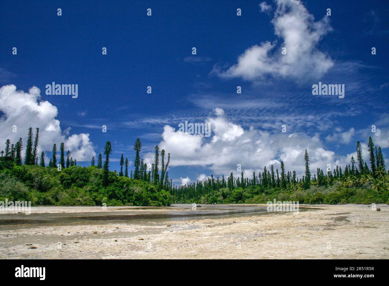 pins colonnaires sur l'ile des pins, Nouvelle Caledonie Stock Photo - Alamy