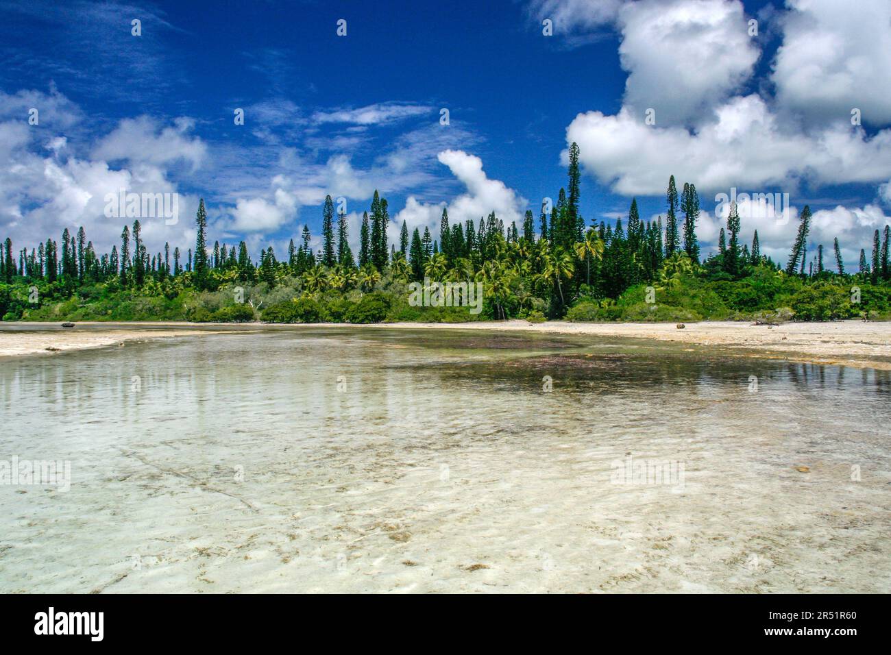 pins colonnaires sur l'ile des pins, Nouvelle Caledonie Stock Photo - Alamy