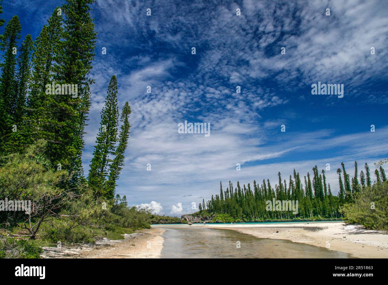 pins colonnaires sur l'ile des pins, Nouvelle Caledonie Stock Photo - Alamy