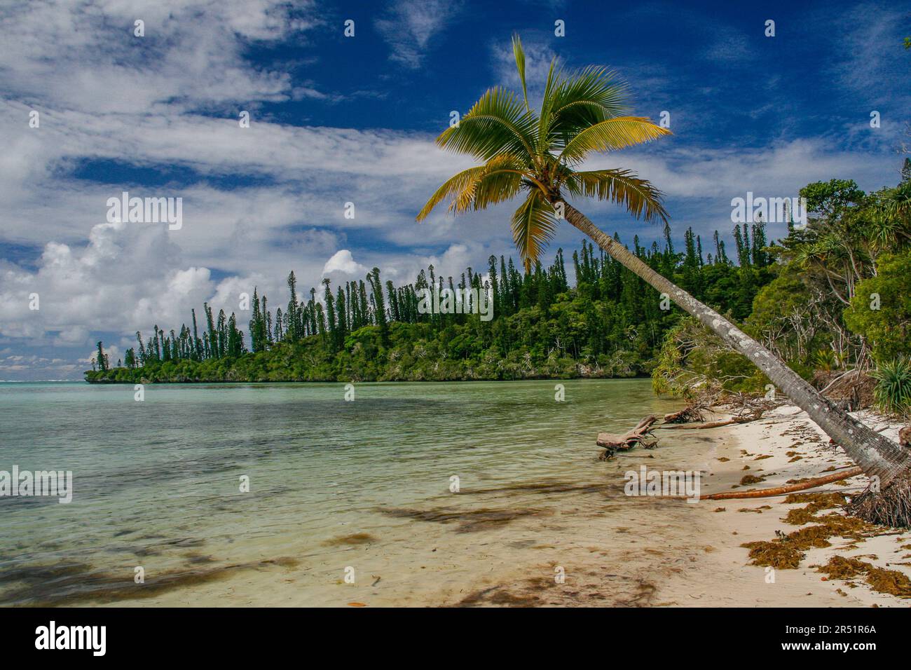 pins colonnaires sur l'ile des pins, Nouvelle Caledonie Stock Photo - Alamy