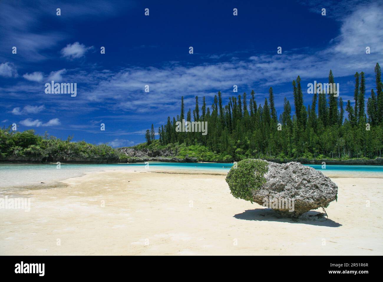 pins colonnaires sur l'ile des pins, Nouvelle Caledonie Stock Photo - Alamy