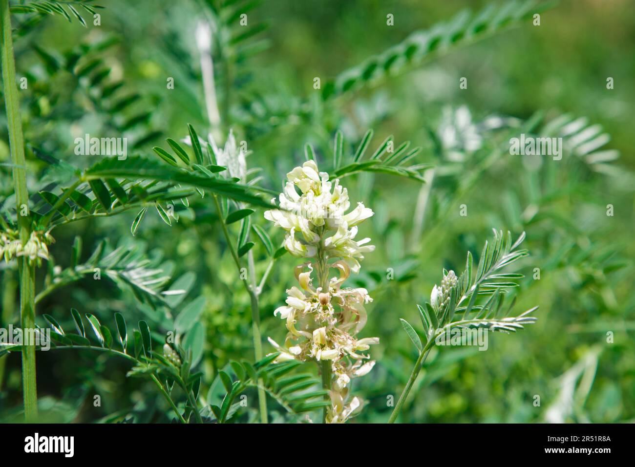 Astragalus close-up. Also called milk vetch, goat's-thorn or vine-like ...