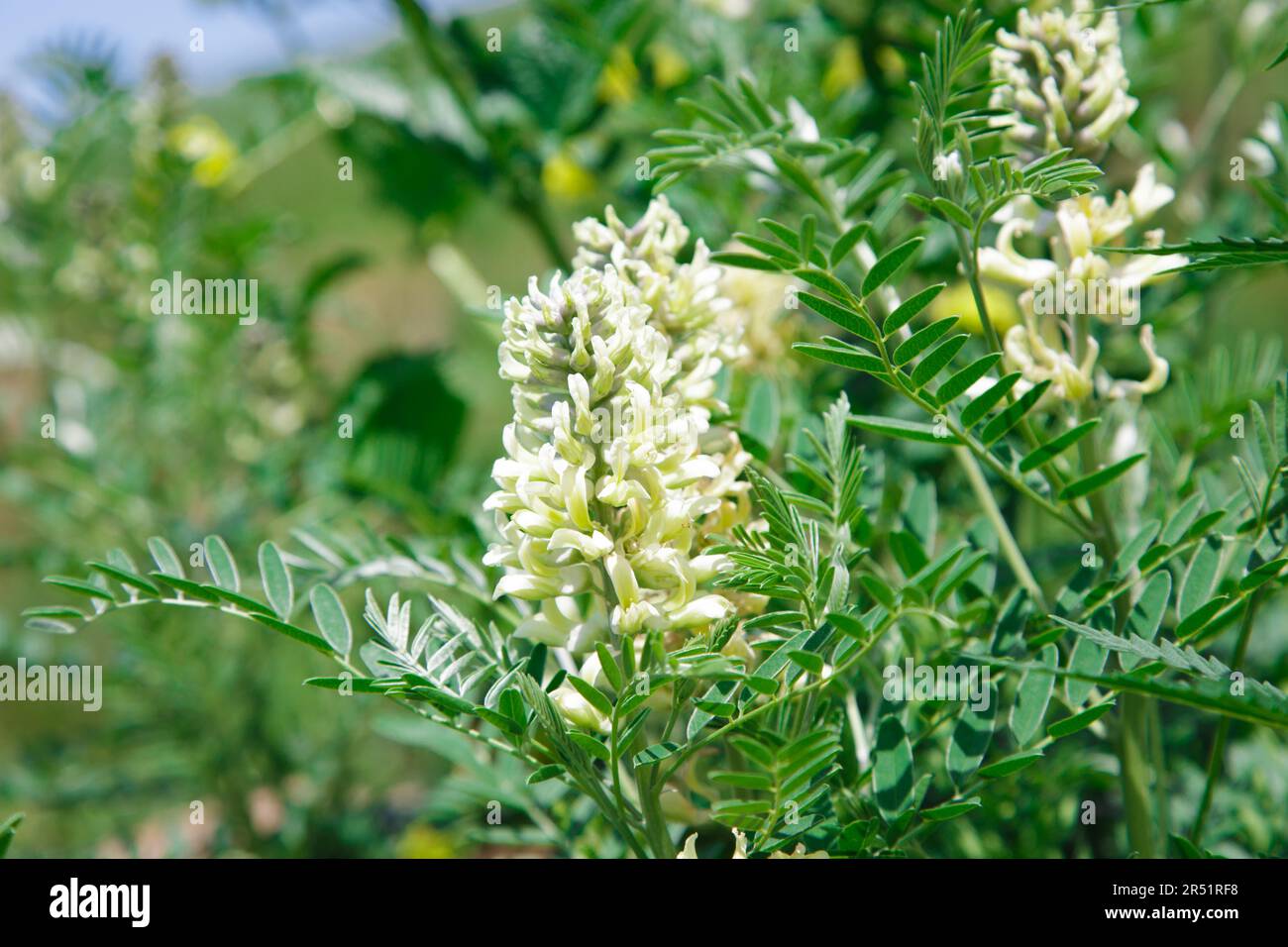 Astragalus close-up. Also called milk vetch, goat's-thorn or vine-like ...