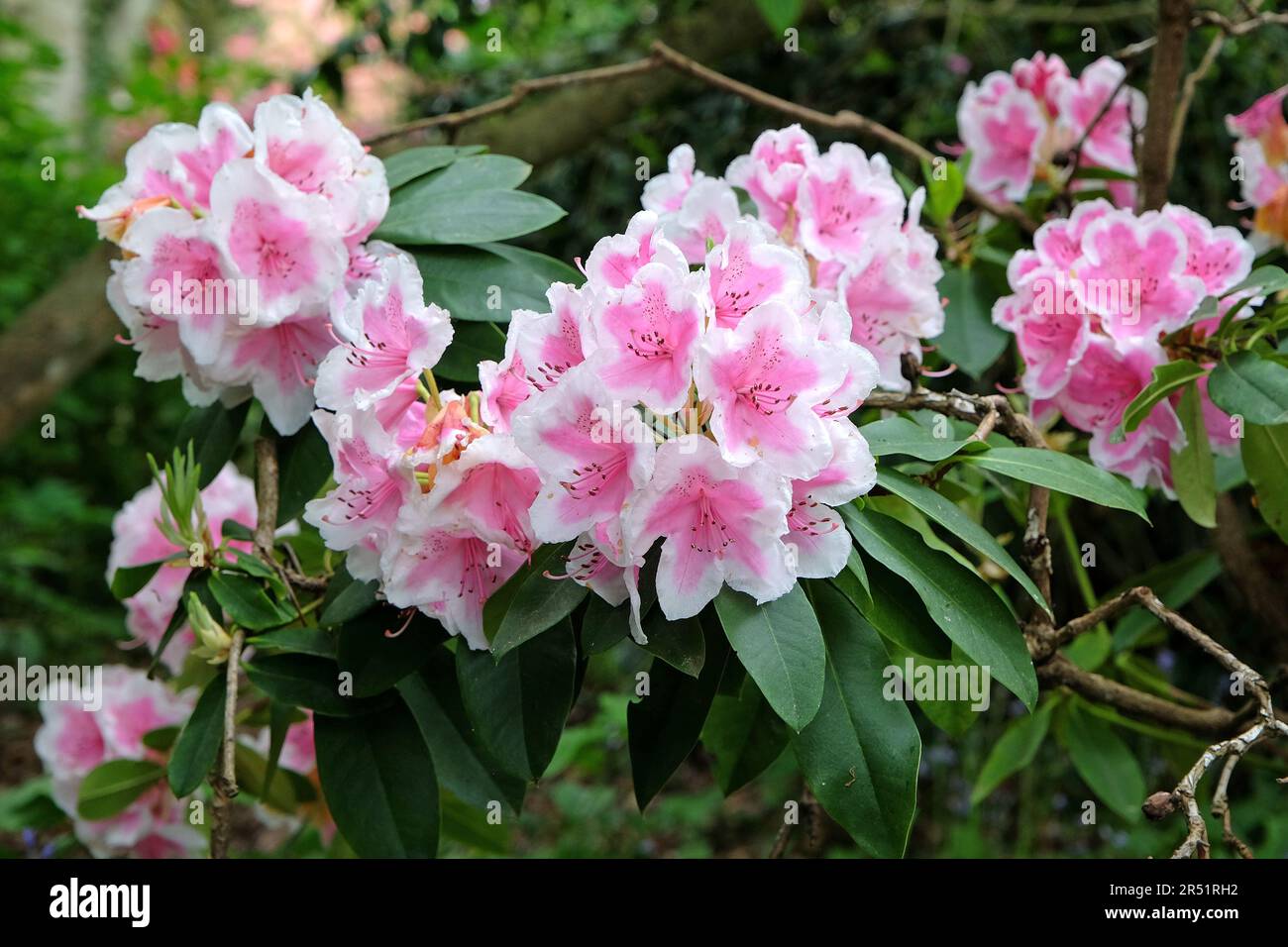Janet ward hi-res stock photography and images - Alamy