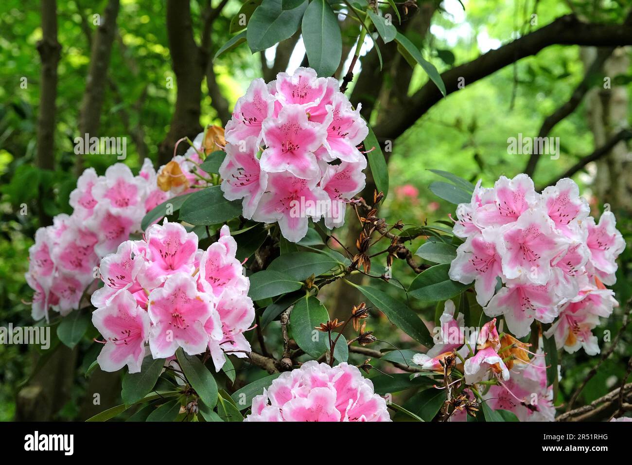 Janet ward hi-res stock photography and images - Alamy