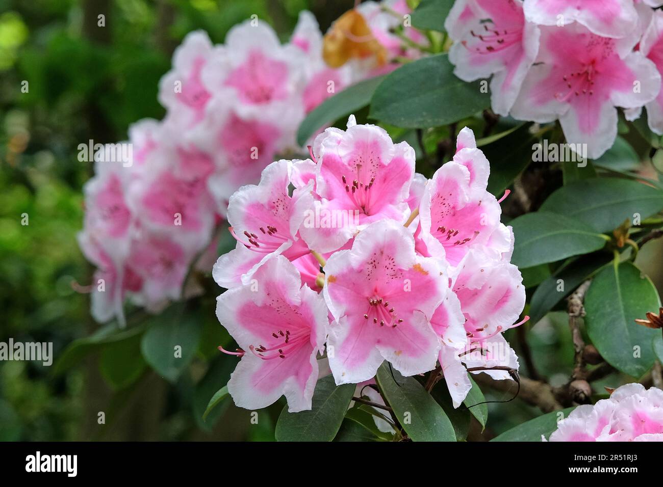 Janet hi-res stock photography and images - Alamy